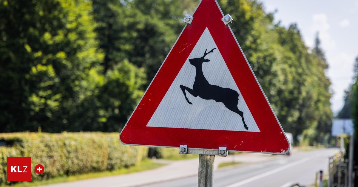 920 tote Rehe: Was bei Verkehrsunfällen mit Wildtieren zu tun ist